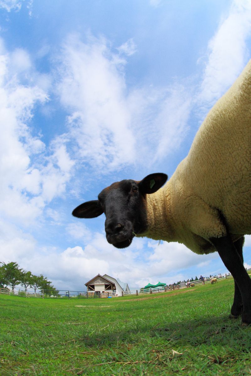 ブルーの天井、グリーンの食卓 | GANREF