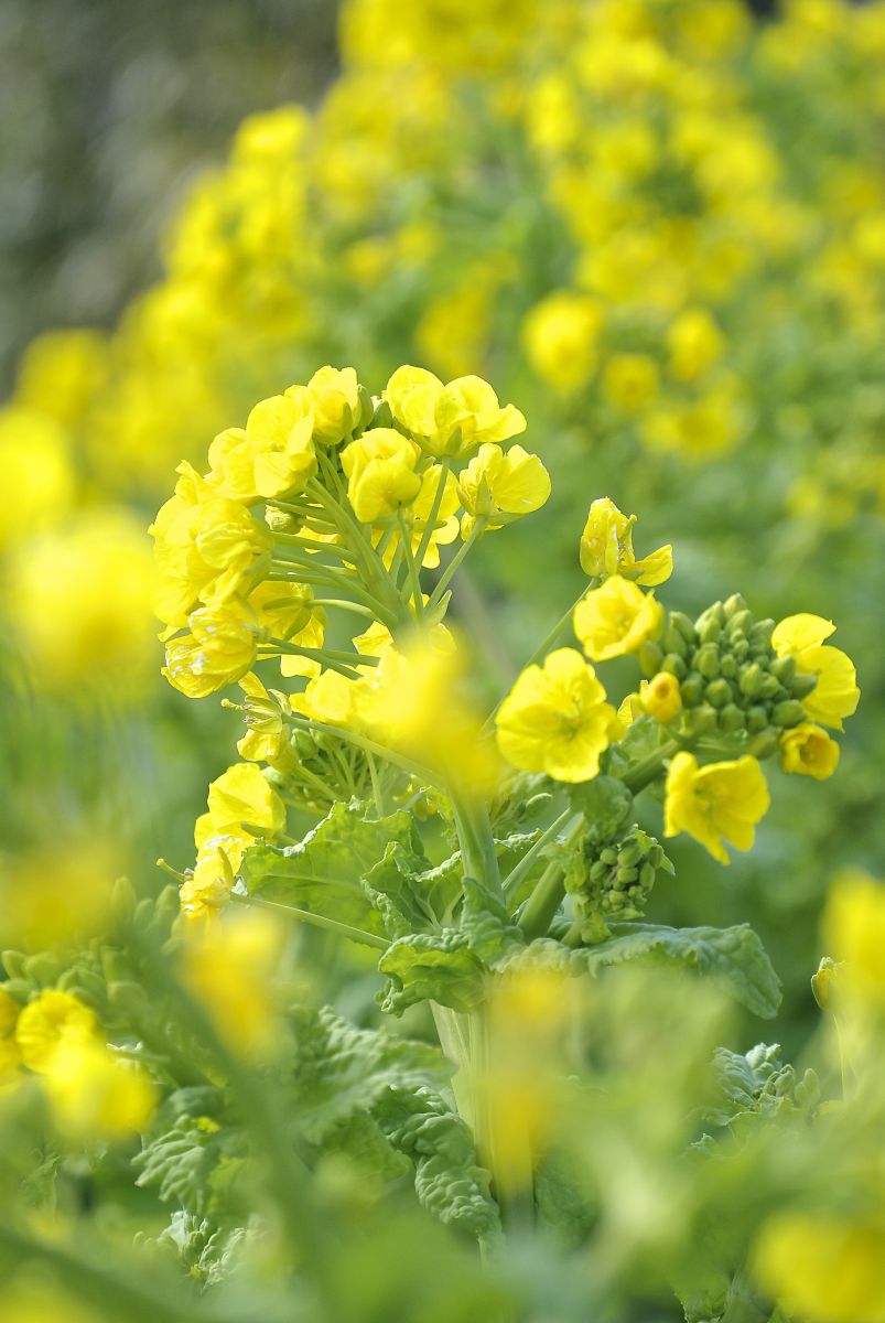 春の日射し | GANREF