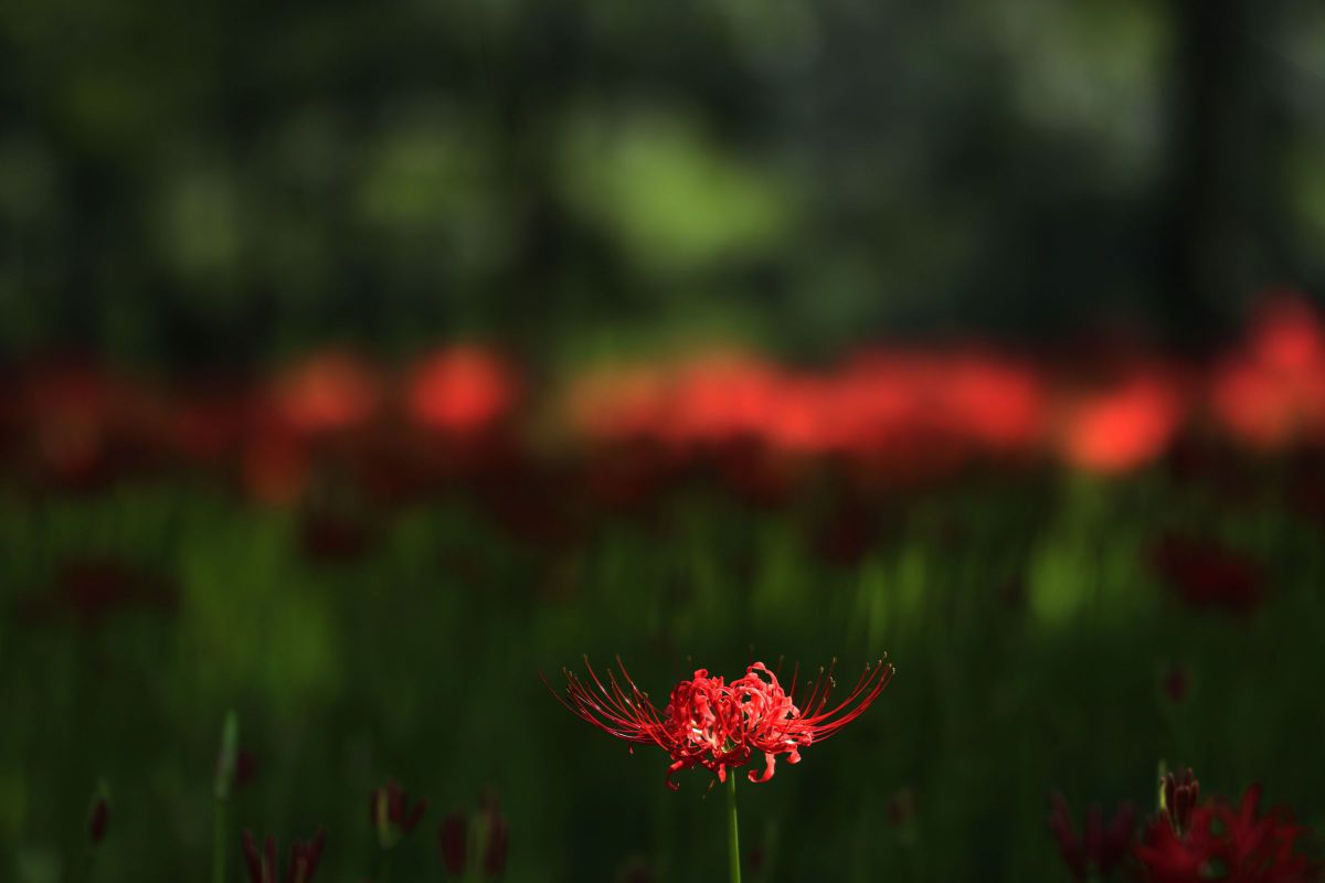 曼珠沙華2019 | GANREF