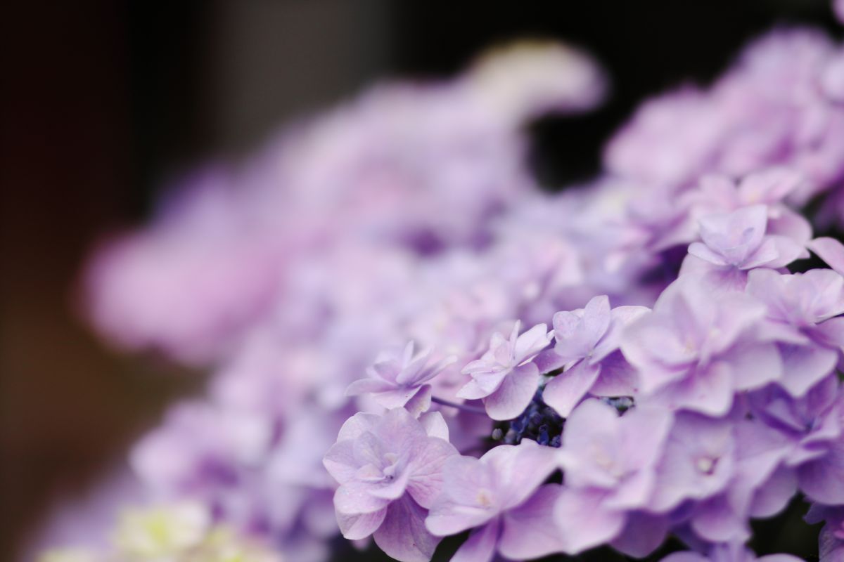 指扇氷川神社 静かな午後 011 | GANREF