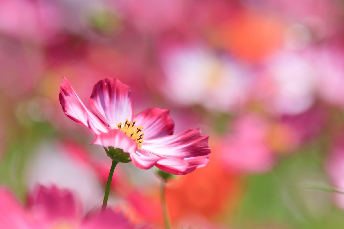 秋色小紅 | GANREF