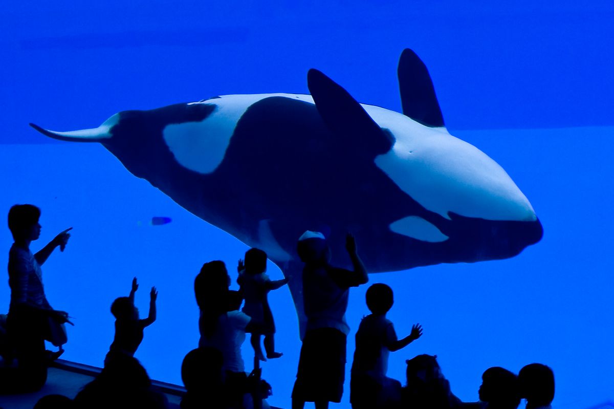 デッカイなぁー | GANREF