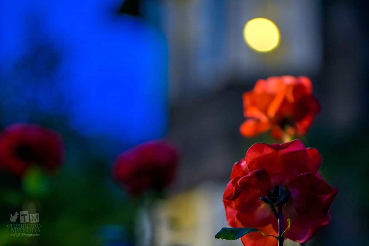 洋館のトワイライトぞ-ンPartII | GANREF