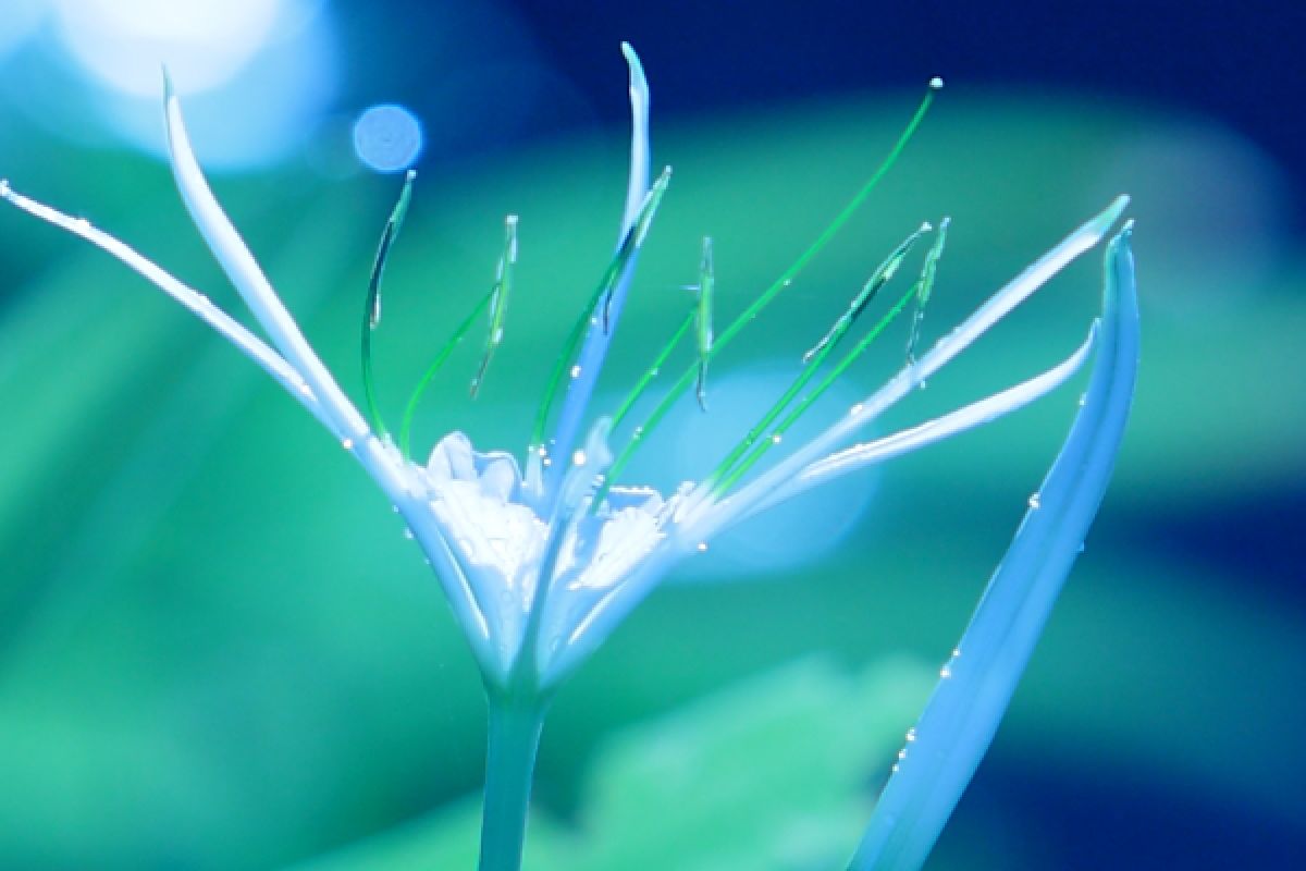 STILLNESS [RAW] | GANREF