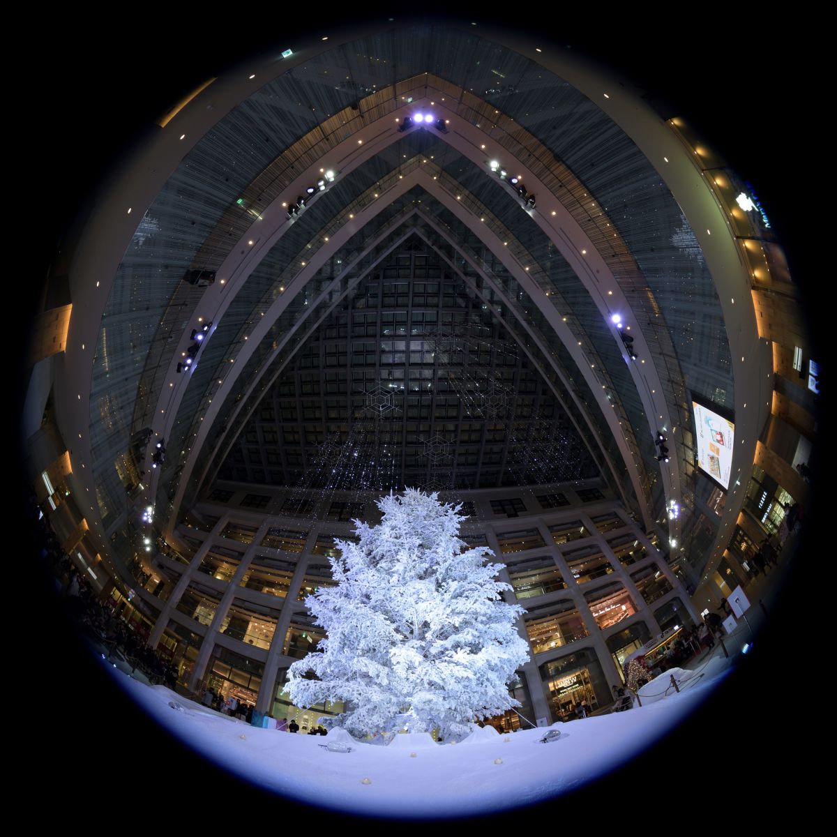 WHITE KITTE | GANREF