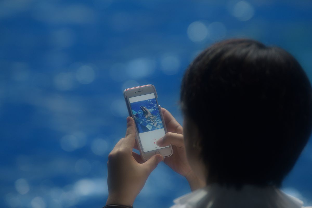 a dolphin movie | GANREF