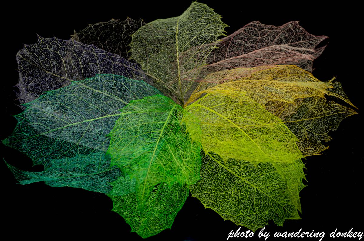 Color leaf | GANREF