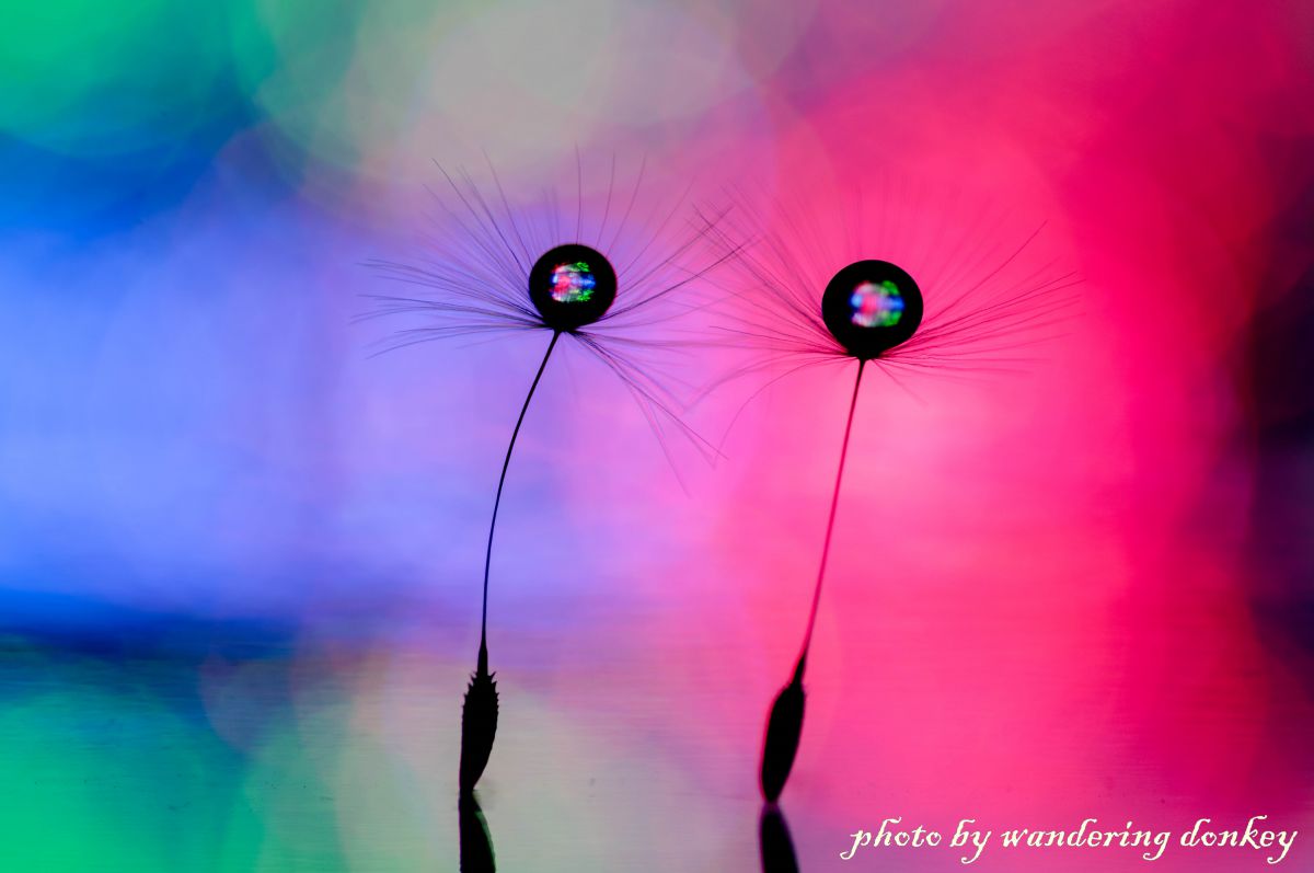 Saturday Night Fever | GANREF