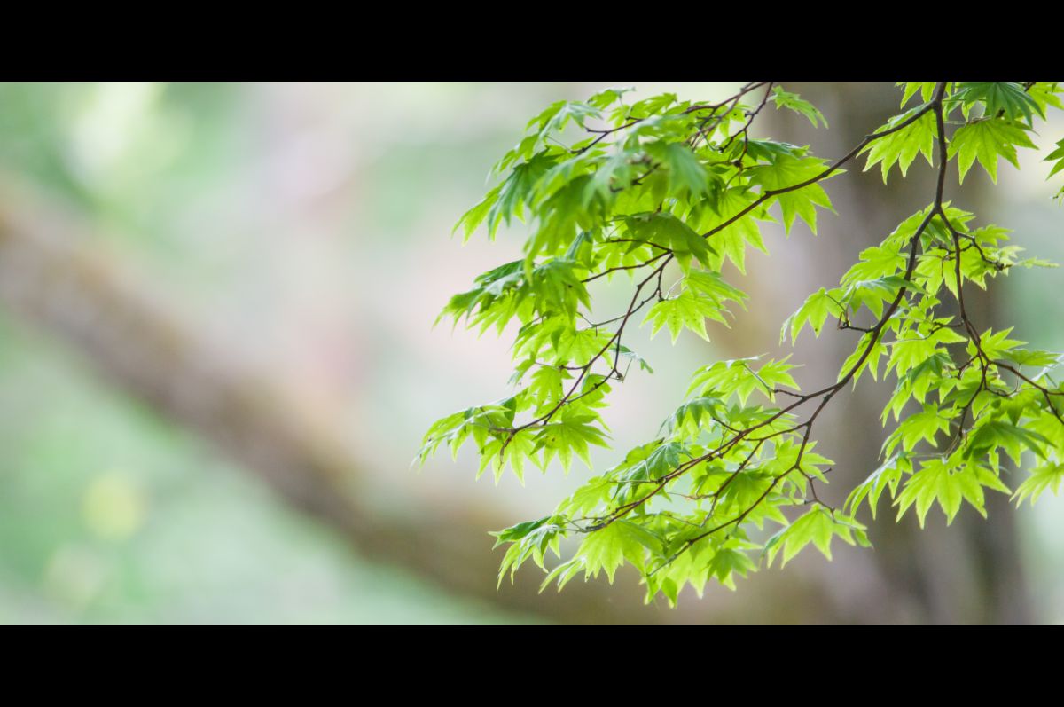 Early summer color | GANREF