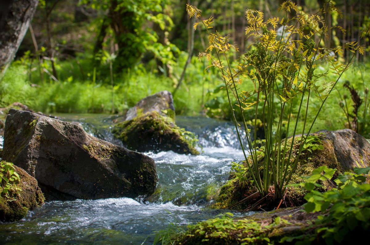 fresh green | GANREF