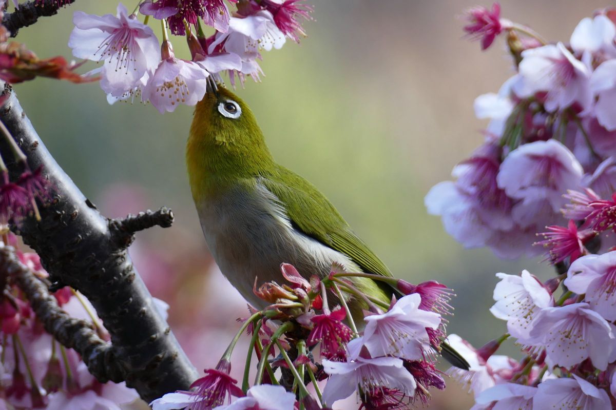 いただきます | GANREF