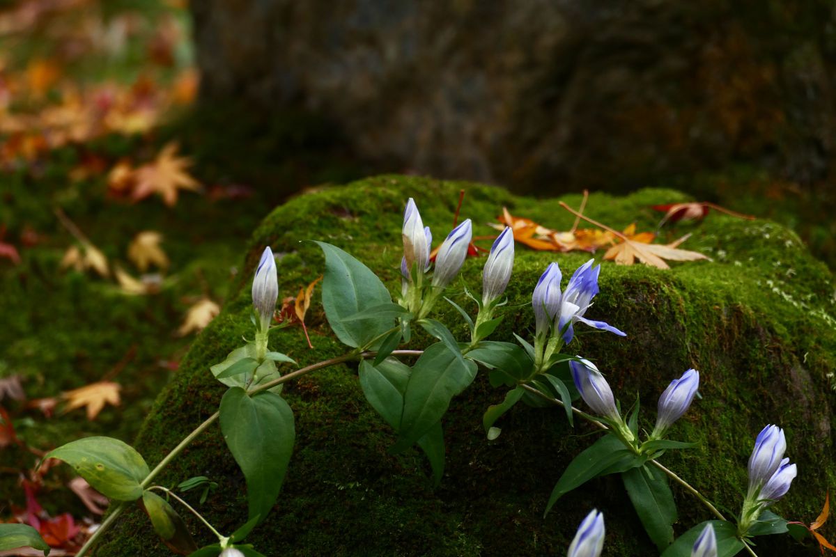 鎌倉笹リンドウ | GANREF