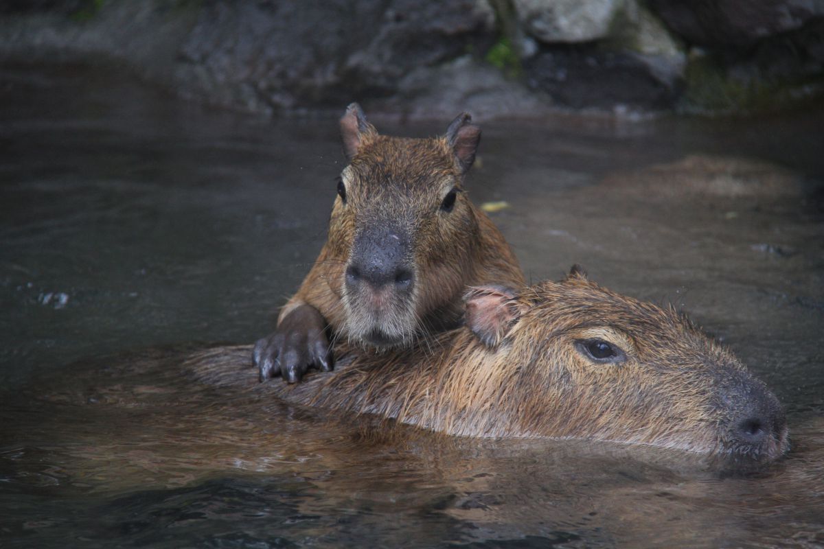 湯加減最高！！ | GANREF