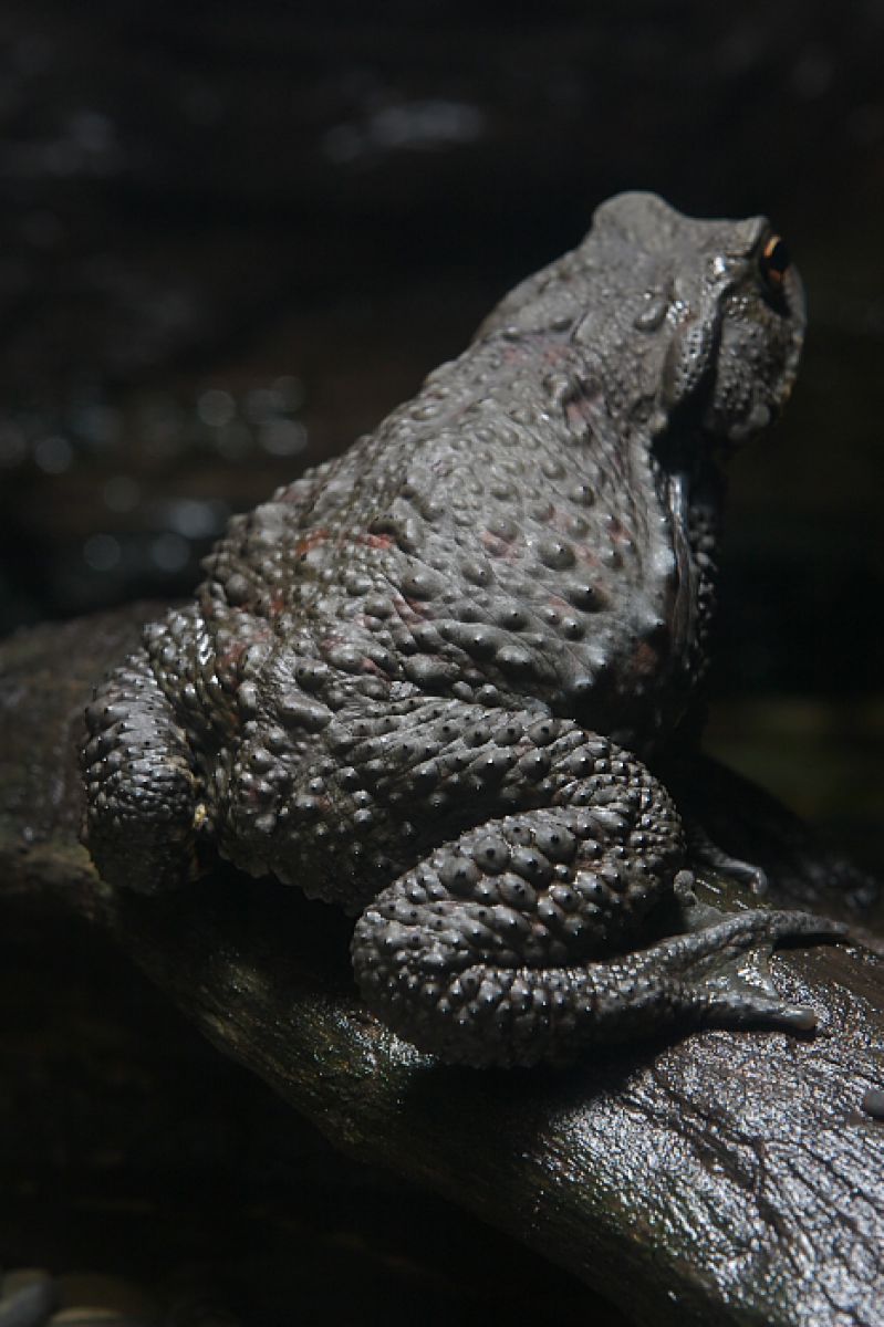 太ももにMOE | GANREF