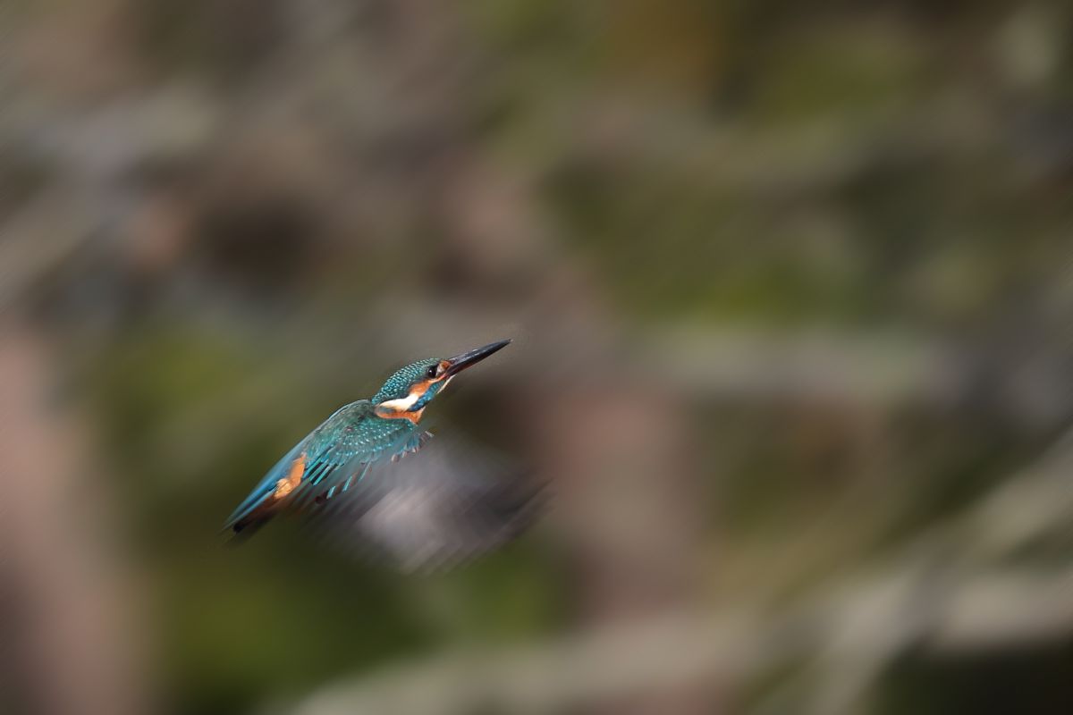 ヌシのワープ | GANREF