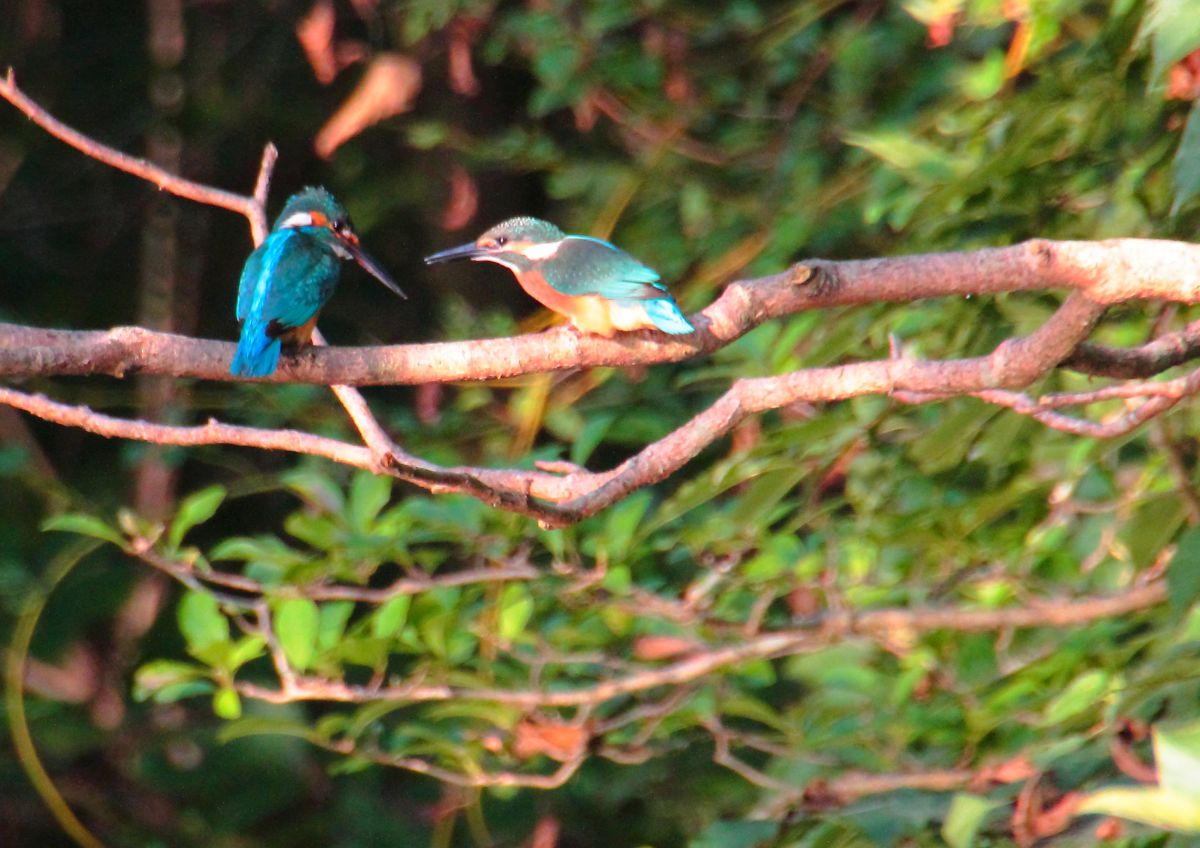 カワセミ 53 | GANREF