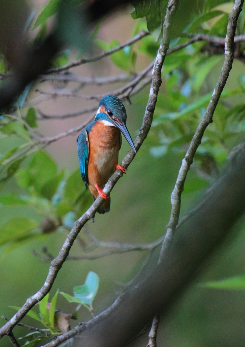 カワセミ 37 | GANREF