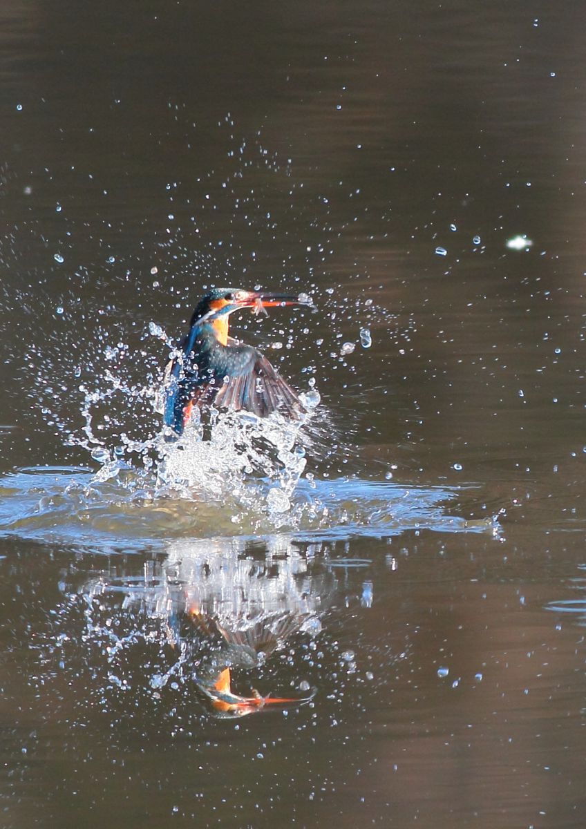 カワ嬢 in splash | GANREF