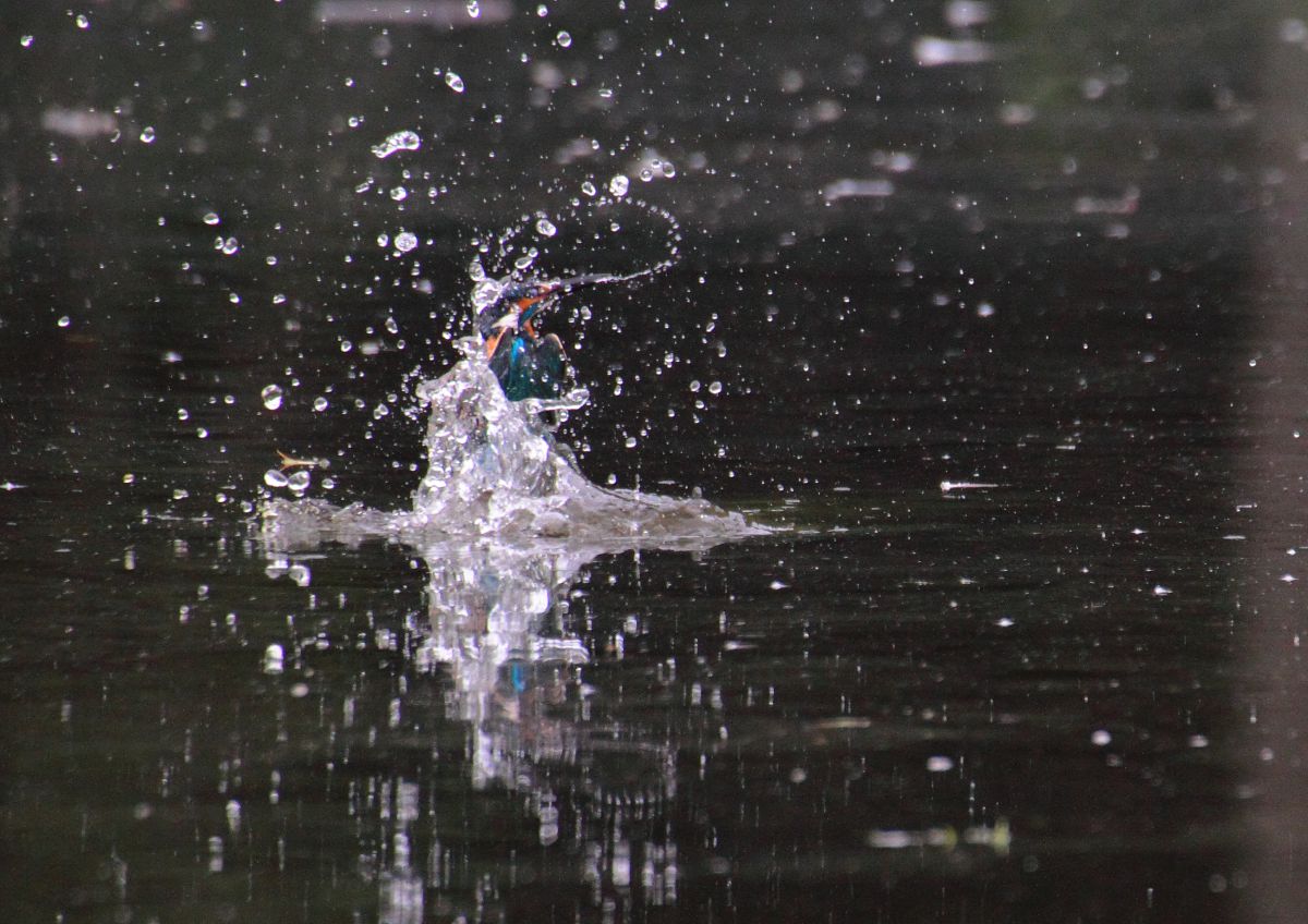 カワセミ 36 | GANREF