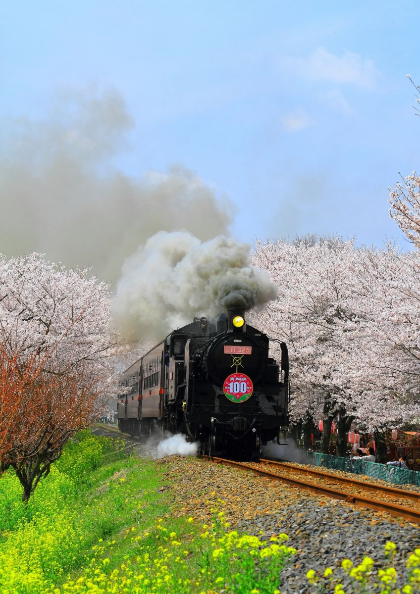 桜と菜の花とSL | GANREF