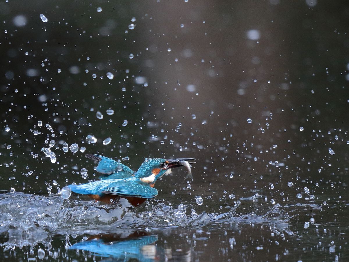 晩秋のカワセミⅡ | GANREF