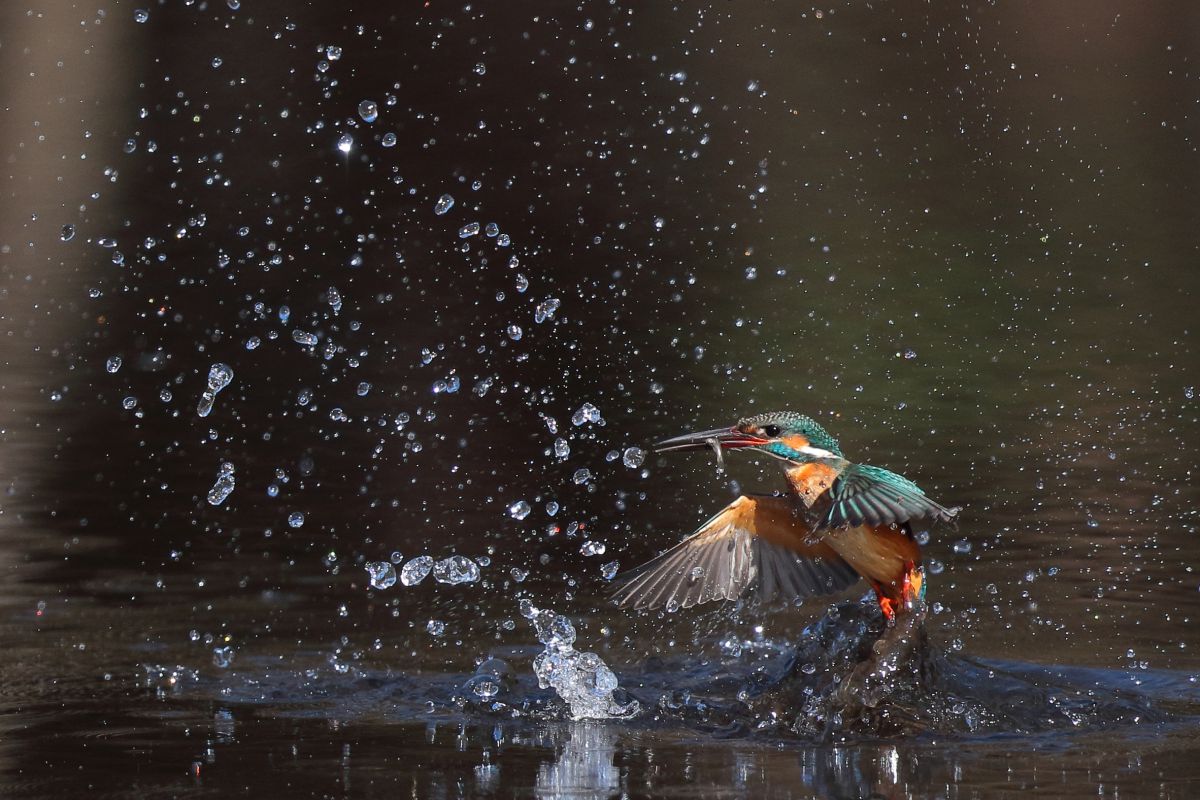 After a long time of break | GANREF