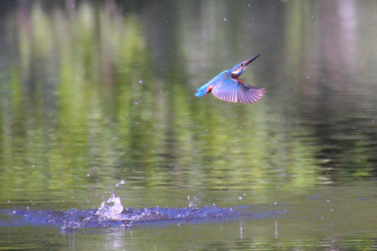 カワセミ 40 | GANREF