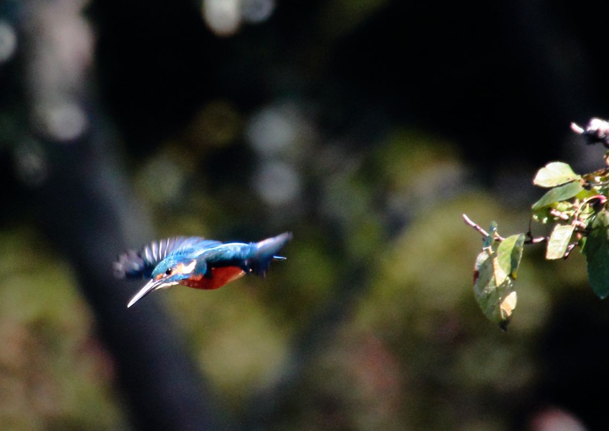 腹へったー！ | GANREF