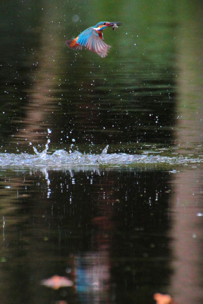 カワセミ 43 | GANREF