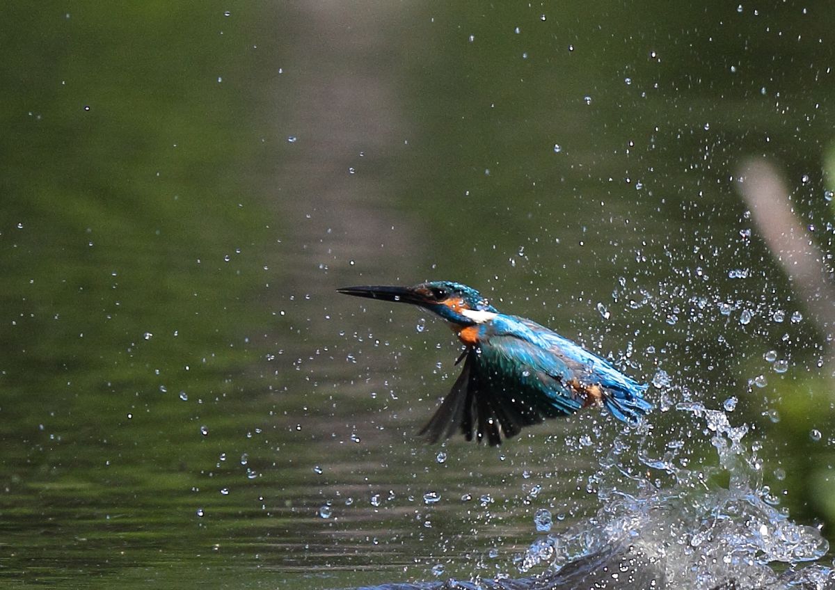 カワセミ 2014.5.11 | GANREF