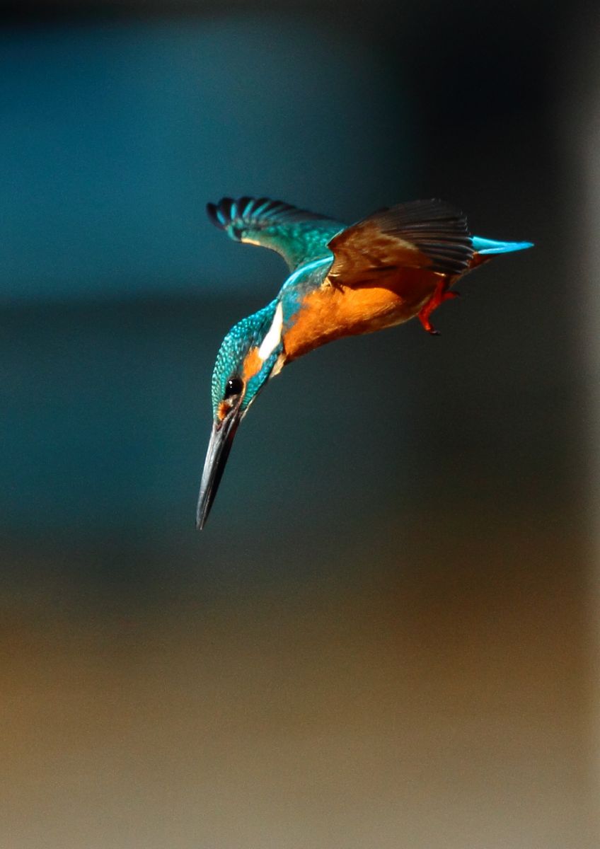 カワセミ 2014.1.13.4.JPG | GANREF