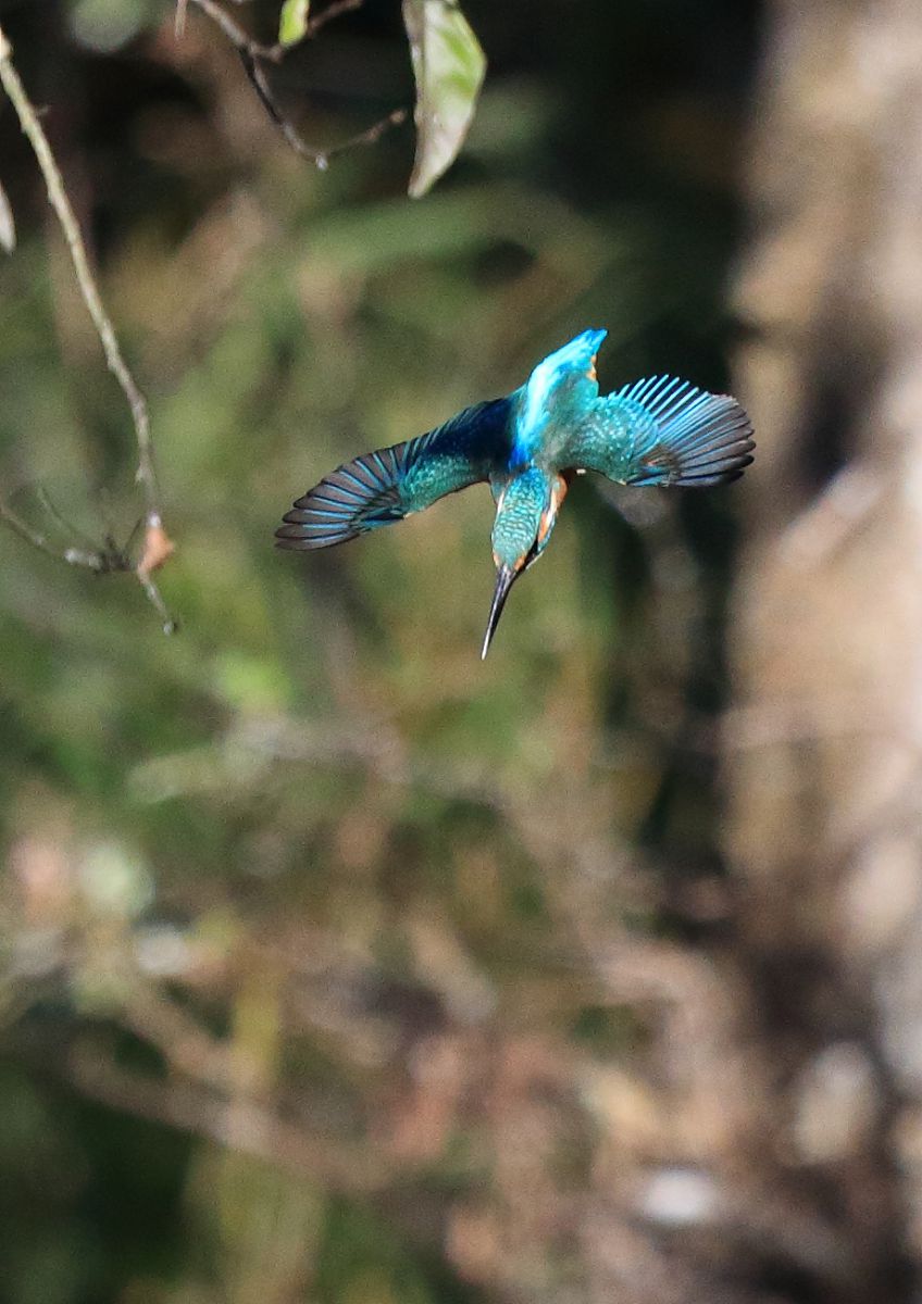 Silent fisher | GANREF