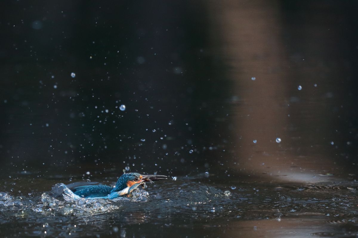 早朝のダイブ | GANREF