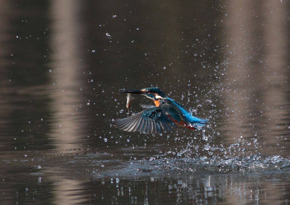 カワセミ 2013.3.8.1.JPG | GANREF