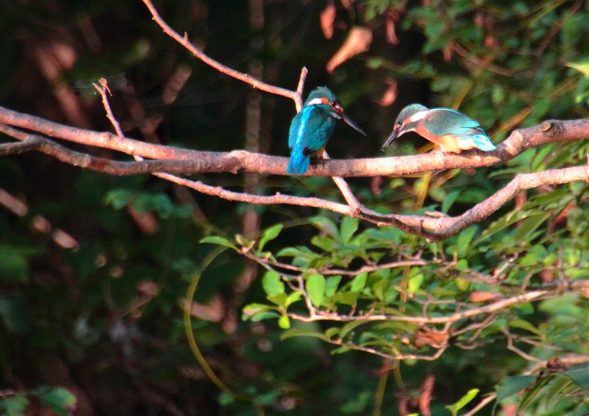 カワセミ 52 | GANREF