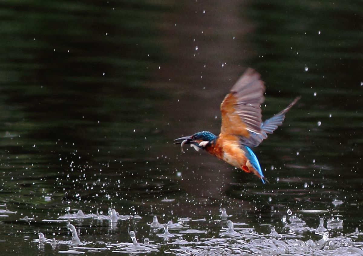 カワセミダイブetc. | GANREF