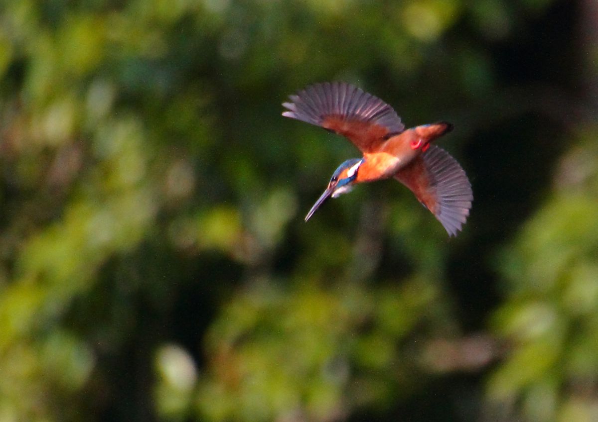 カワセミ 25 | GANREF