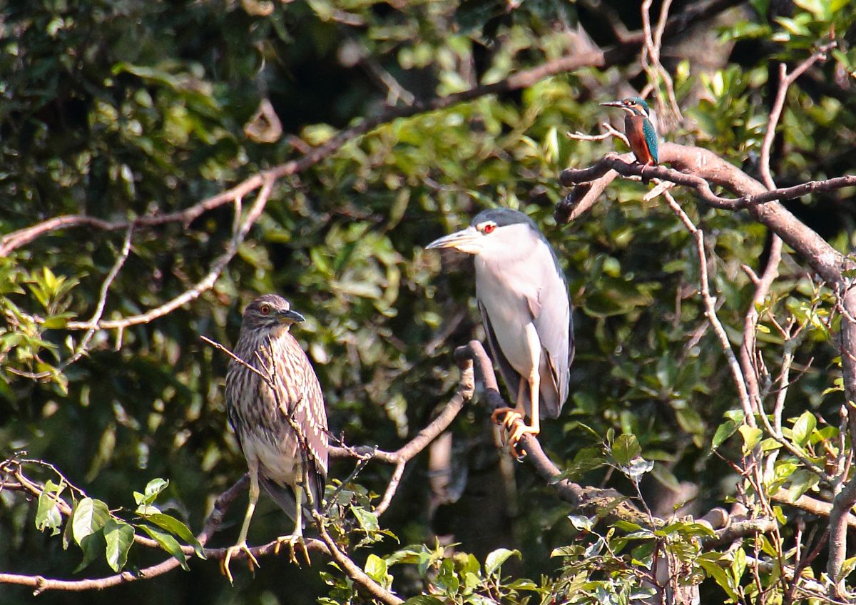 スタンド バイ ミー | GANREF