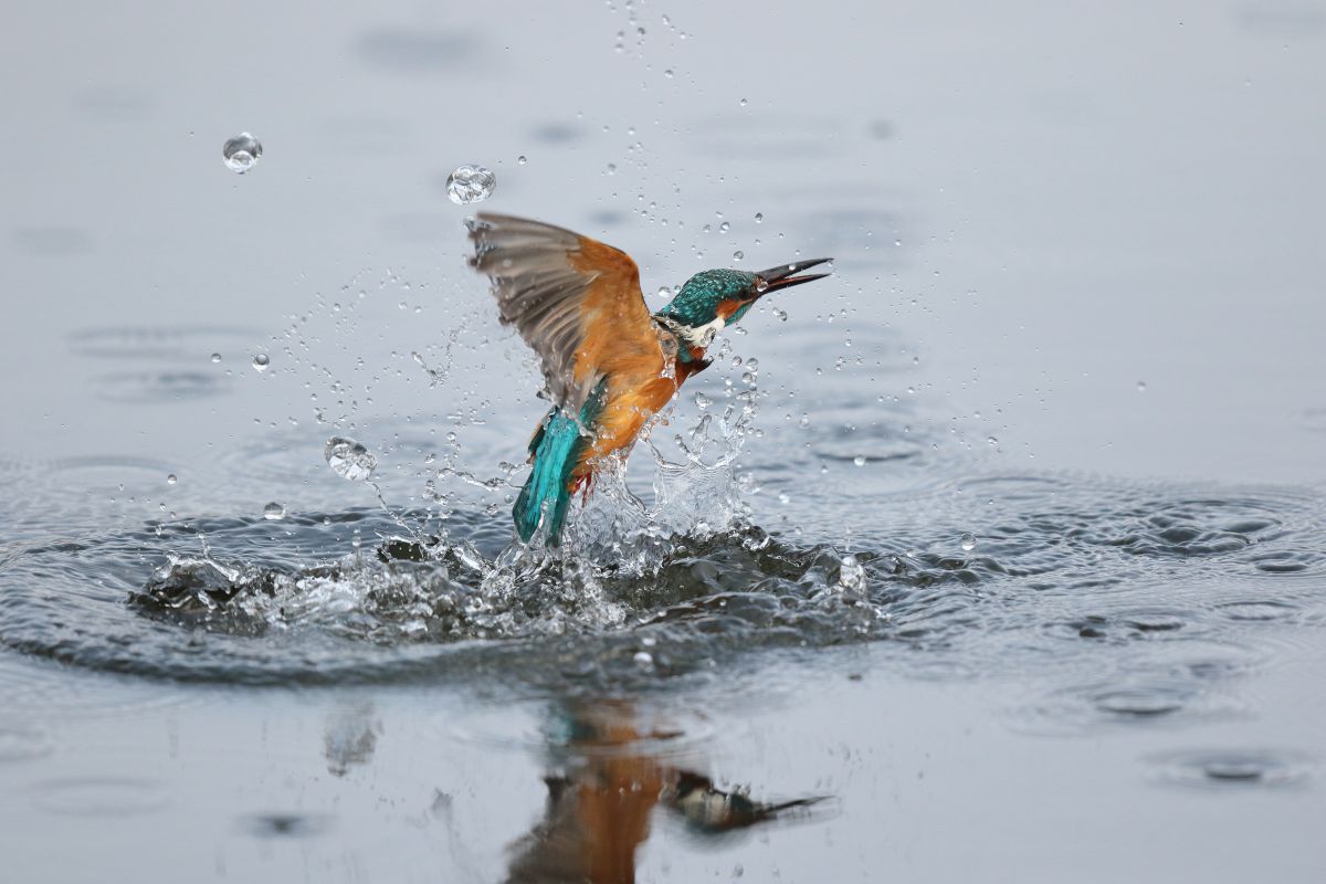 ダイブ、ノートリ篇 | GANREF