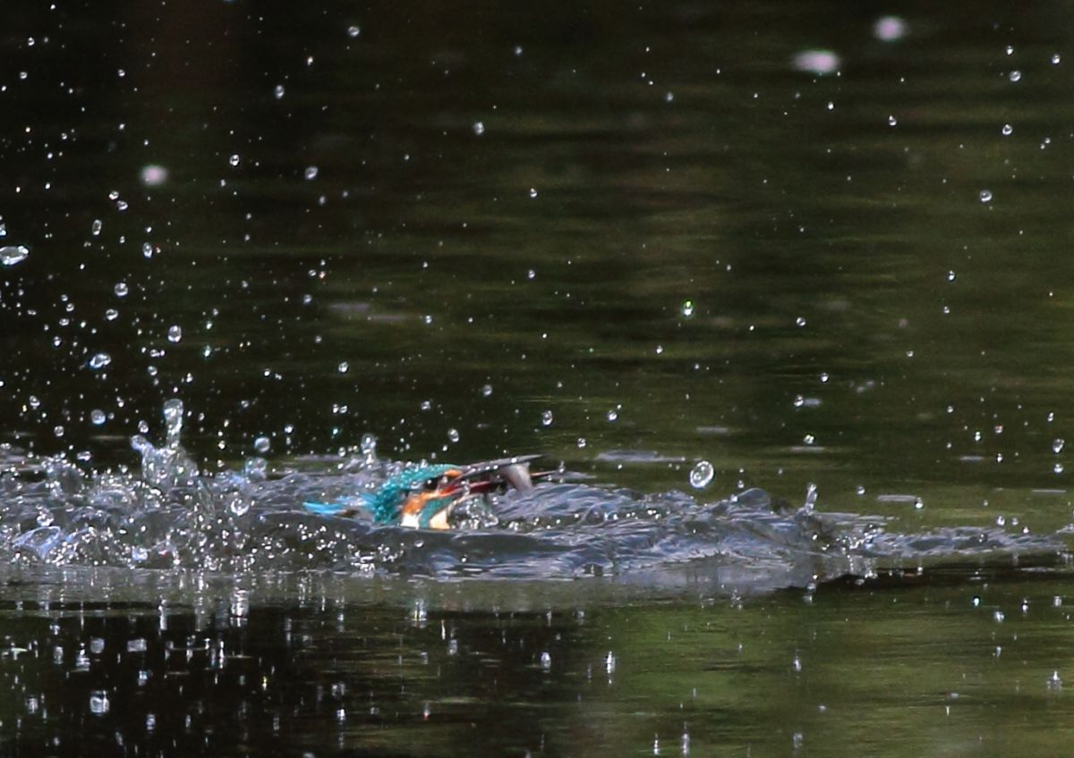大丈夫カワちゃん！？ | GANREF