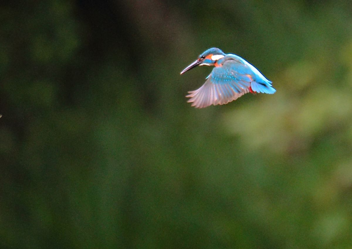 カワセミ 24 | GANREF