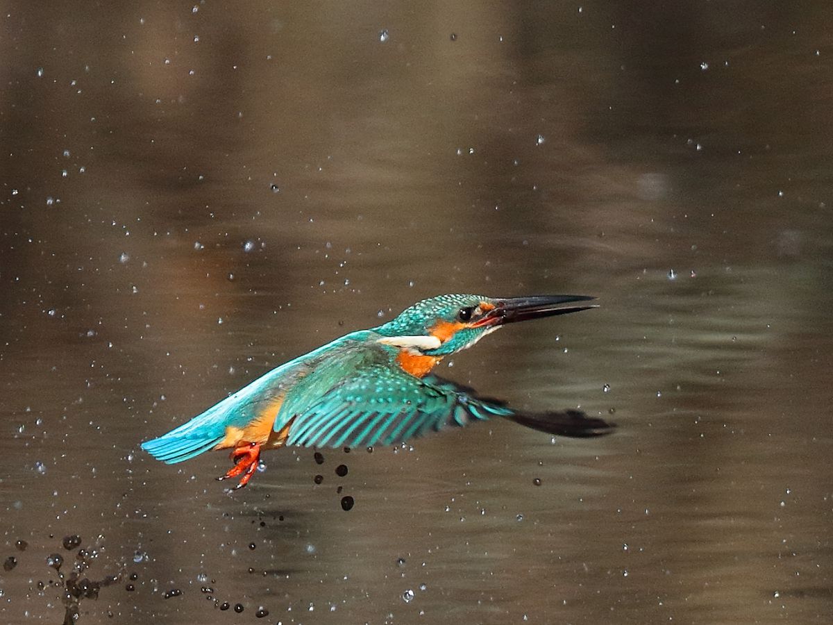 カワセミ 2015.1.5.1 | GANREF