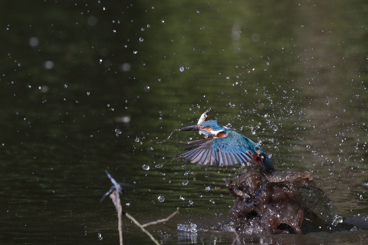 ドロドロ | GANREF