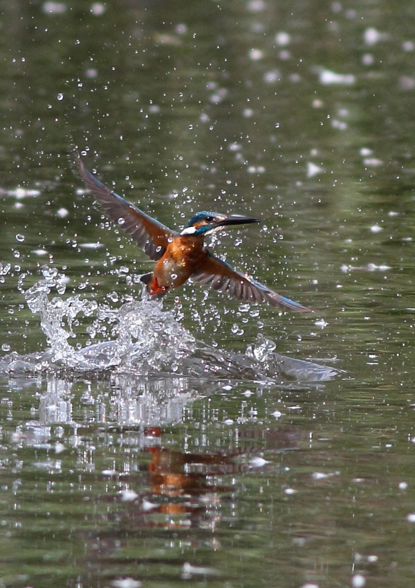 シャキーン！ | GANREF
