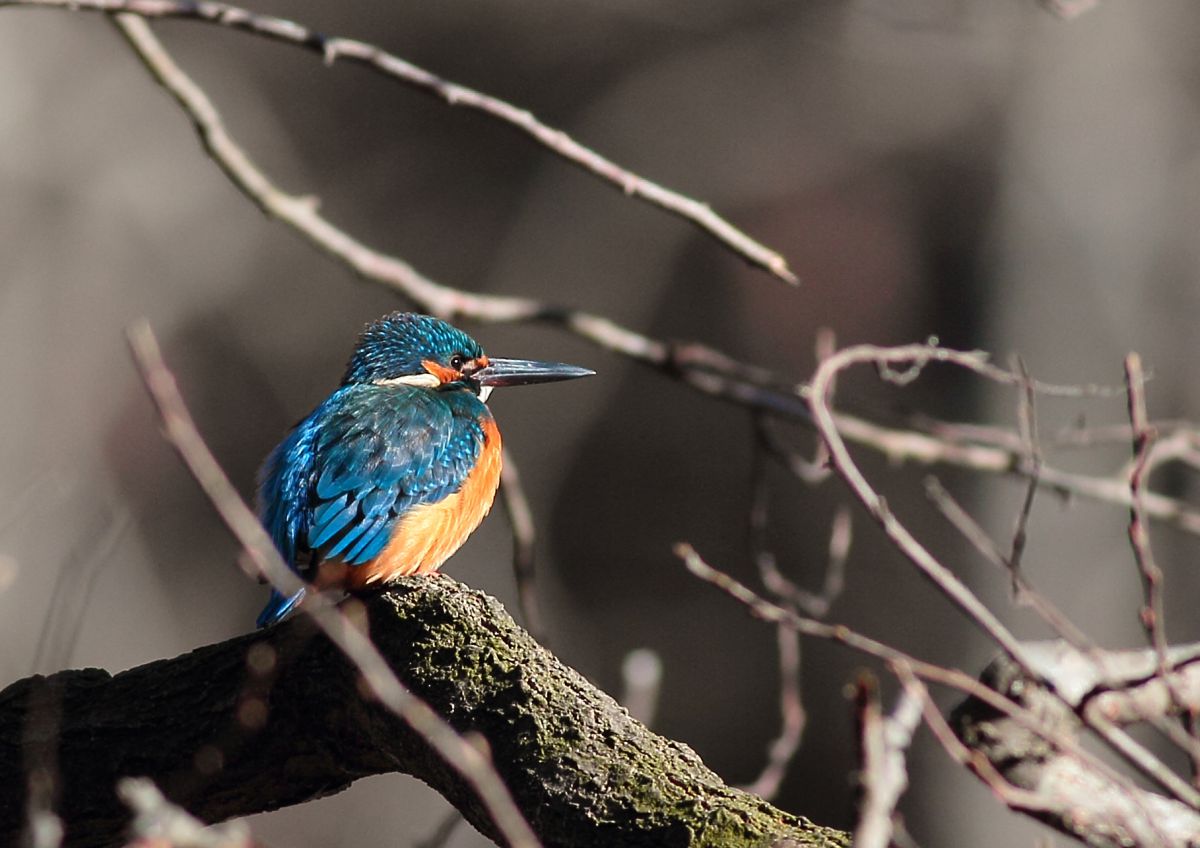 ヒロシのつぶやき・・・ | GANREF