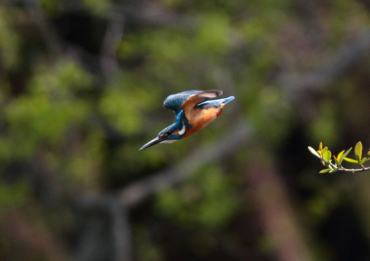 ぅおりゃ～！ | GANREF