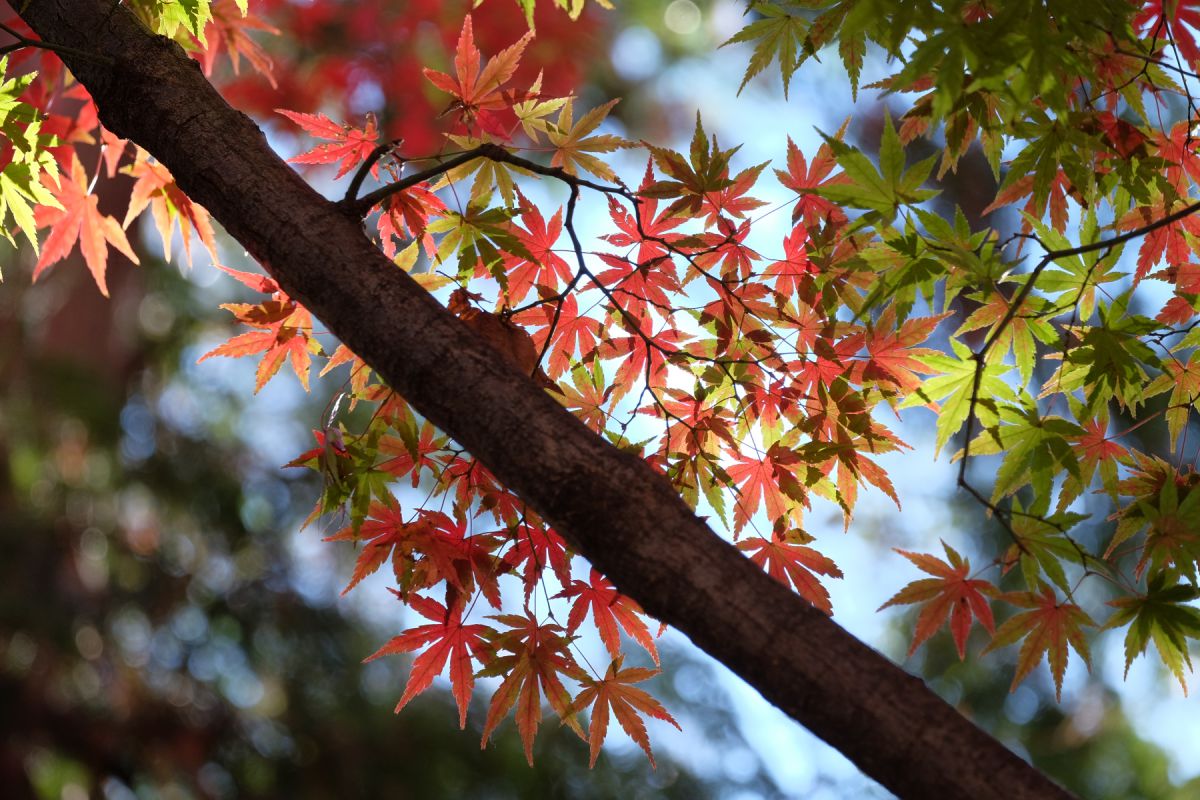 染まりゆく | GANREF