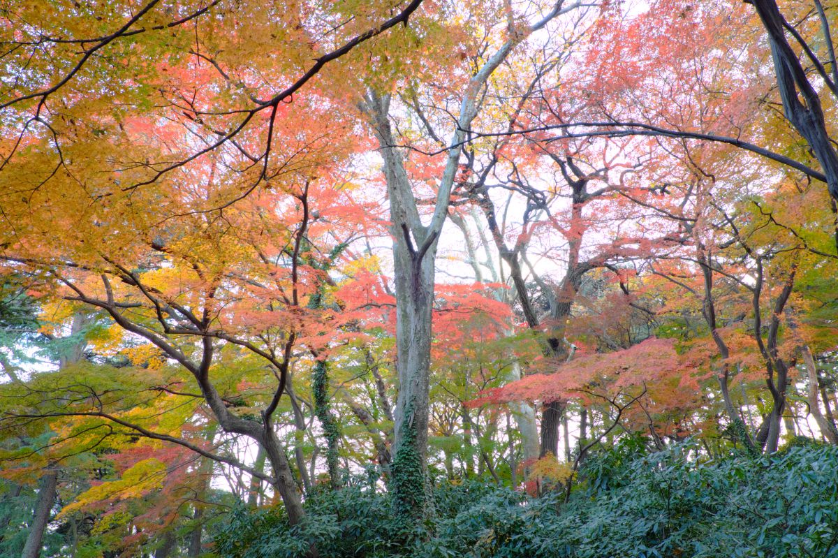 色づくモミジ | GANREF