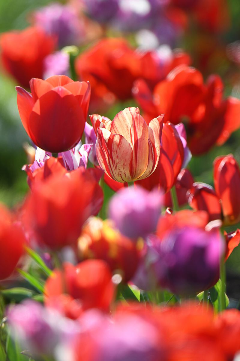 1200mmで撮るチューリップ | GANREF