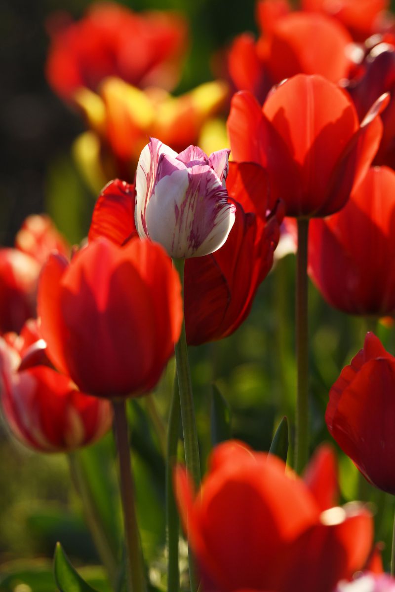 集団の中の個性 | GANREF